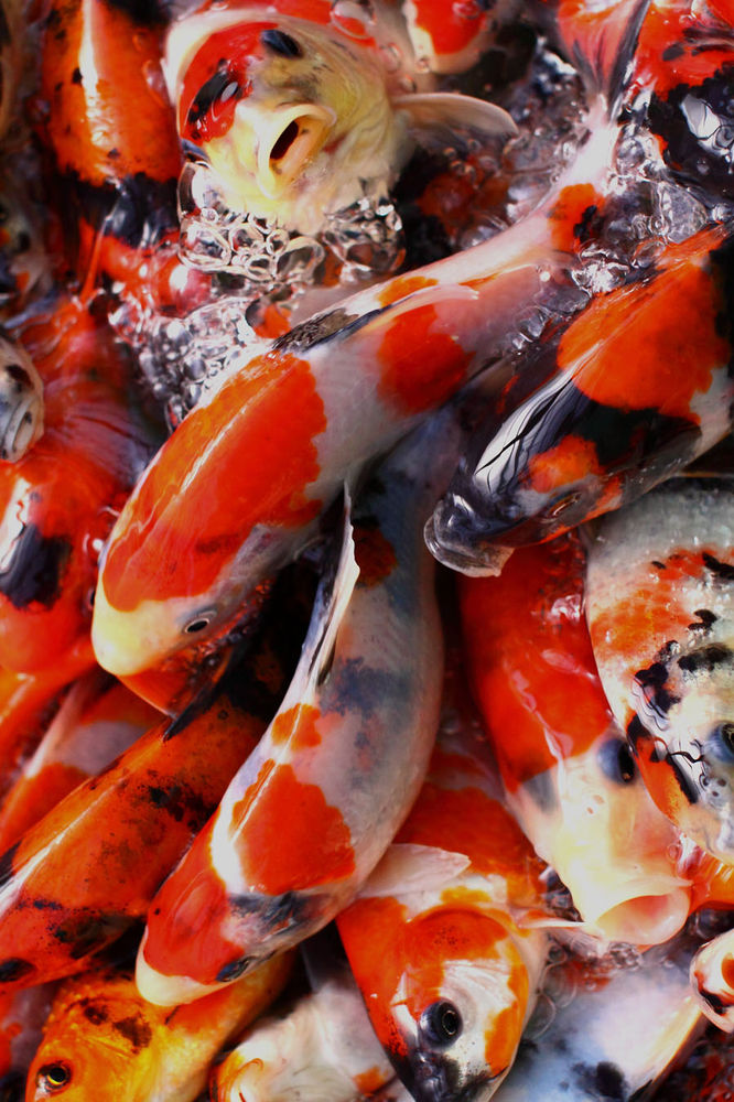 NIJIKAWA PREMIUM KOI FOOD by EWOS