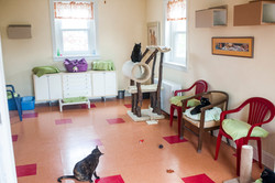 ABOUT US | kittycottage