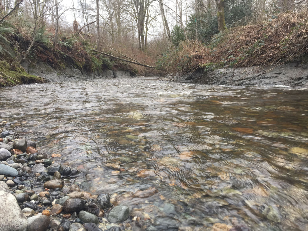 Getting to Swamp Creek from Shelton View Forest