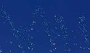 Immaculate Bins | Trash Bin Cleaning | Illinois