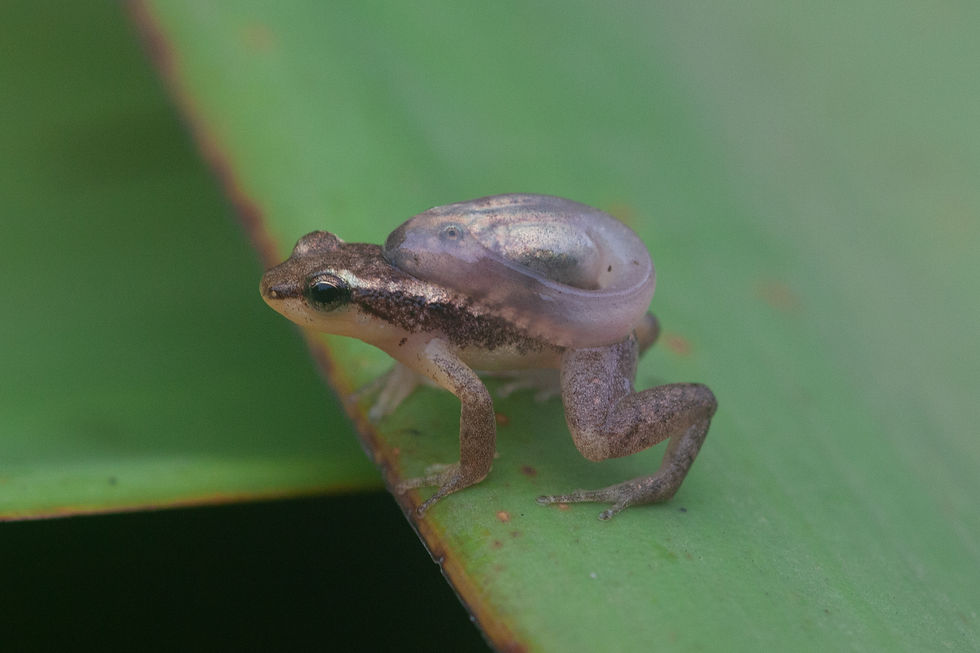 Consider: the Golden Rocket Frog