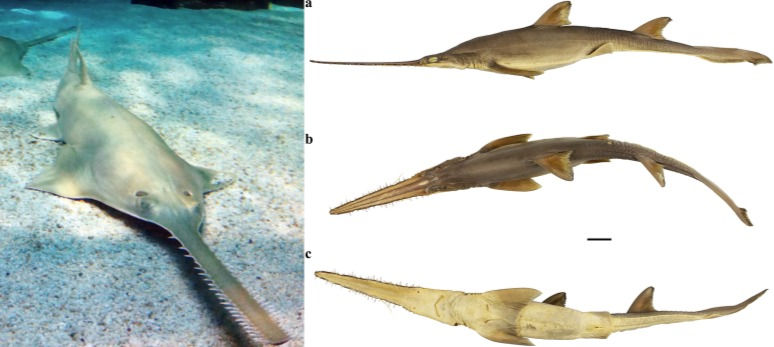 Consider: the Largetooth Sawfish