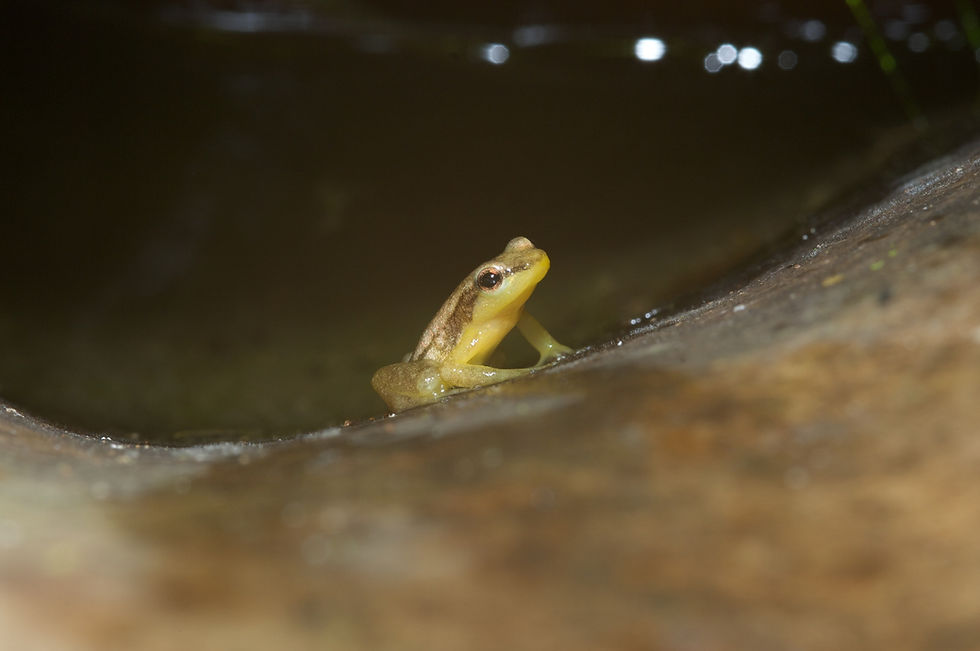 Consider: the Golden Rocket Frog