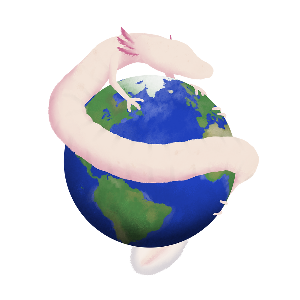 The Olm is a salamander that is only found deep in caves. This ...