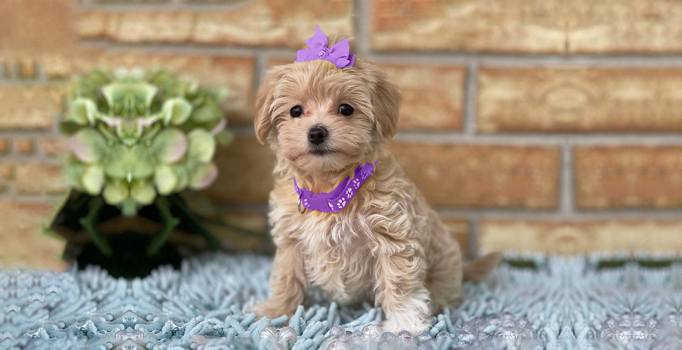 Maltipoo Puppies | Currently Available | Browns Babies