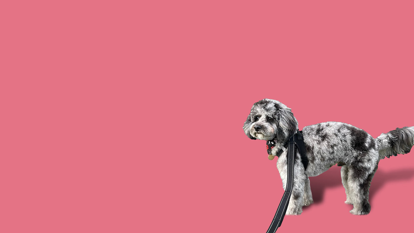 Browns Babies | Trusted Dog Breeder | Alabama