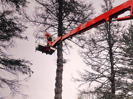 Expert Tree Removal | Campbell's Tree Service | Cresco