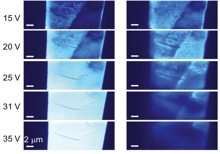 13. Uncovering edge states and electrical inhomogeneity in MoS2 field ...