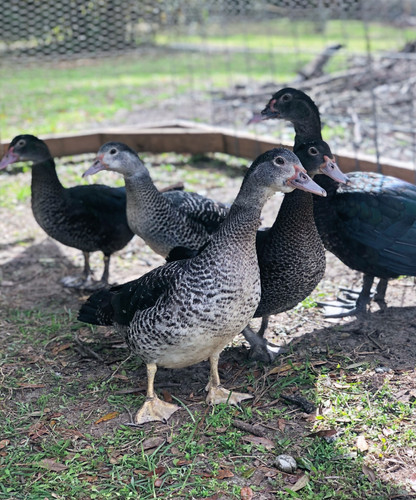 Muscovy Duck | Iron Oaks Farmstead