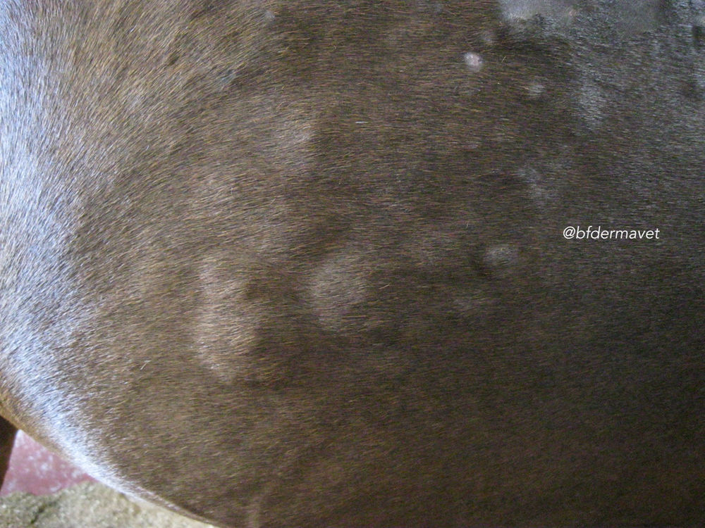 Malattie della pelle del cavallo: le infezioni batteriche.