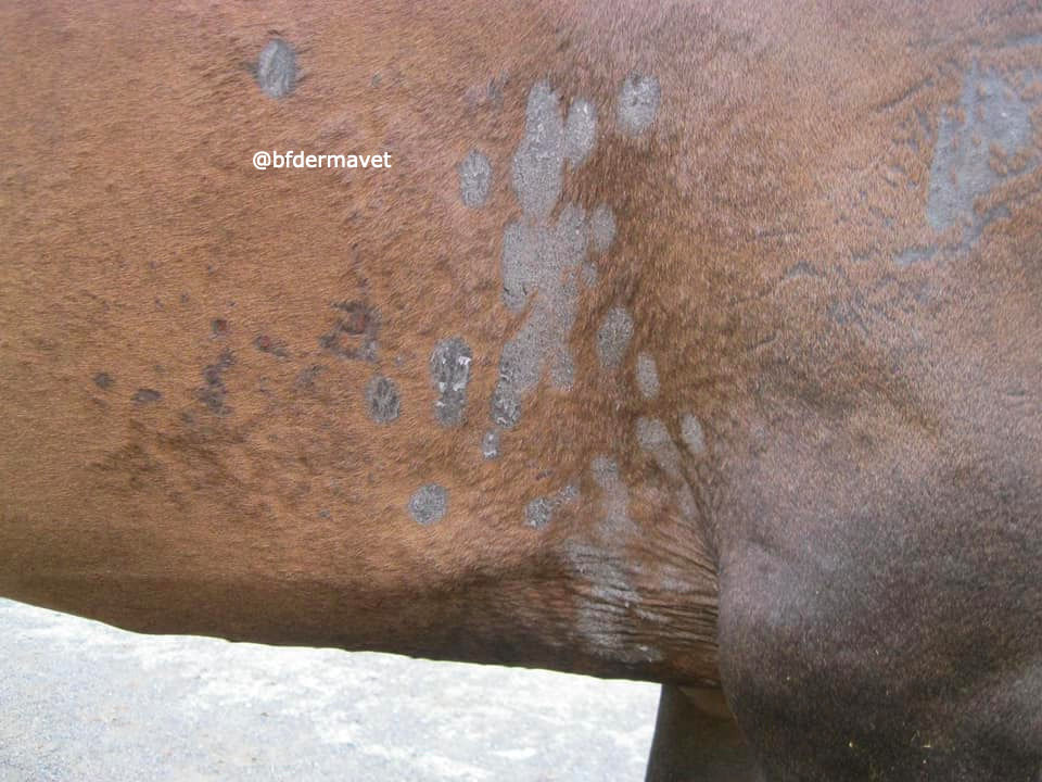 Malattie della pelle del cavallo: micosi da funghi dermatofiti.