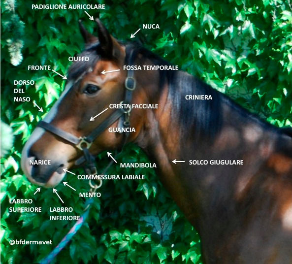 Anatomia del cavallo: nozioni base.