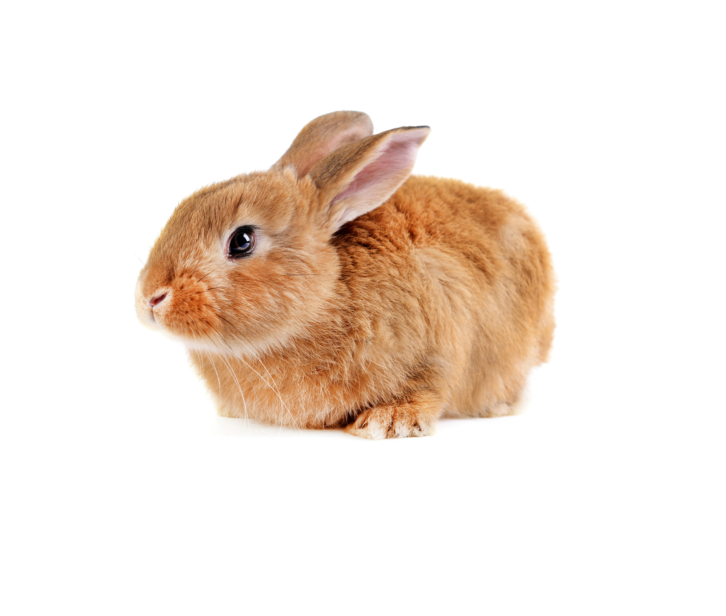 Rabbit Vet Services | Cerberus Sciences