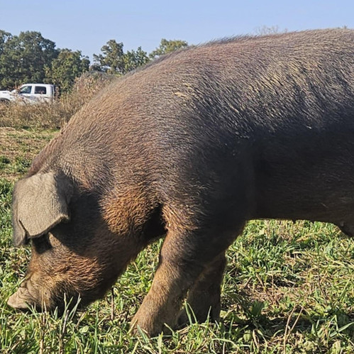 Free-Range Half Hog Roanoke, VA | Thompson Family Farm