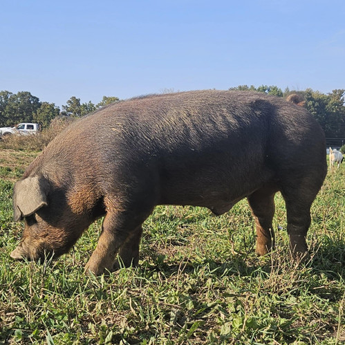 Pastured Whole Hog Roanoke, VA | Thompson Family Farm