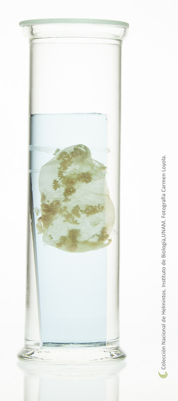 Taenia multiceps, coenuro | cnhe-ib