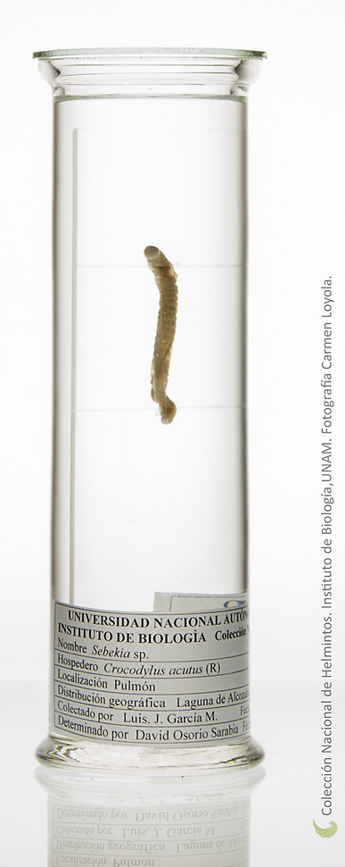 Sebekia sp. | cnhe-ib