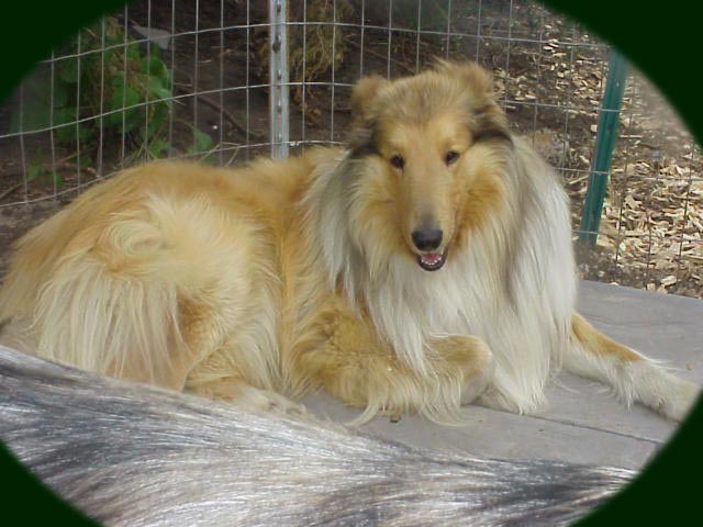 Sable Merle Smooth Collie