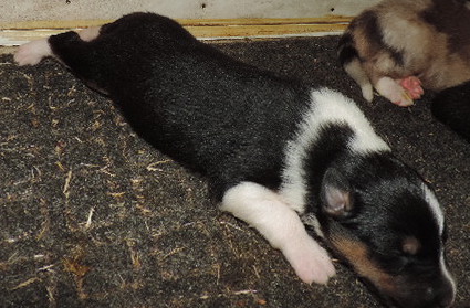 StirlingCollies - Brandi/Bear Litter