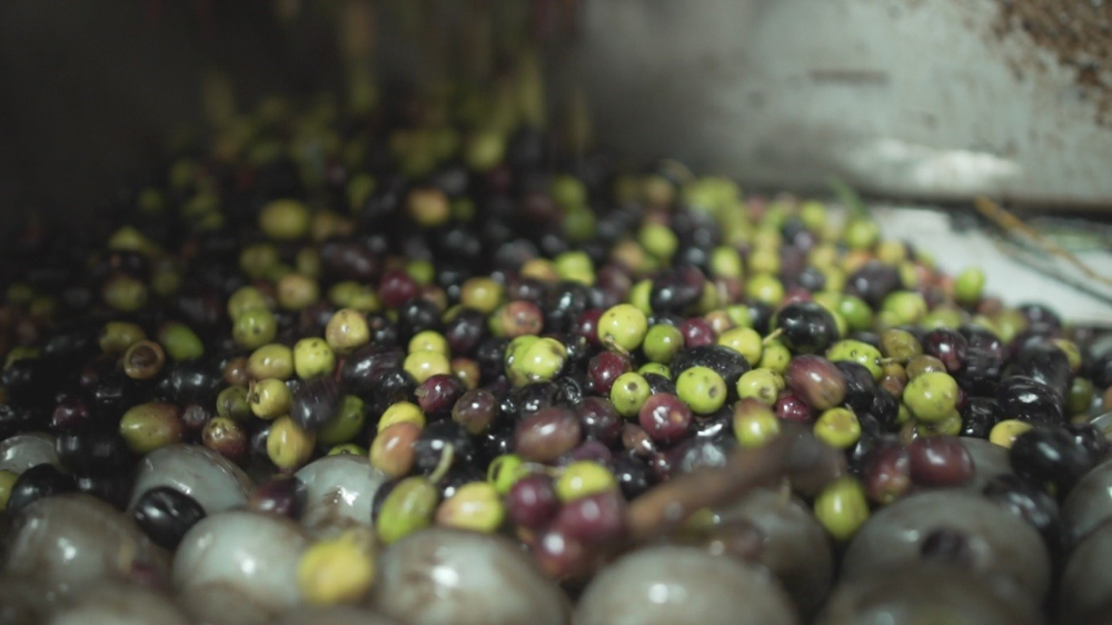 ¿Cuántos tipos de aceitunas existen? | Familia Santías