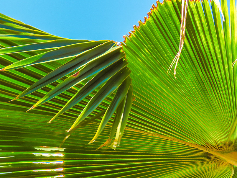 IDENTIFICATION | CRB Hawaii