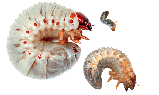 IDENTIFICATION | CRB Hawaii