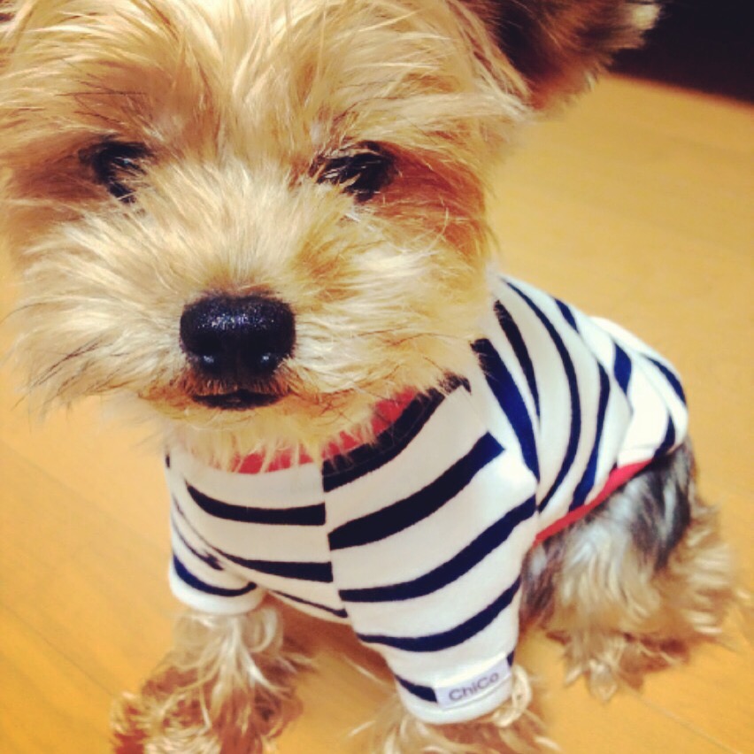 オンラインショップ | Original dog wear ChiCo ／ Dog wear online shop ChiCo | 日本