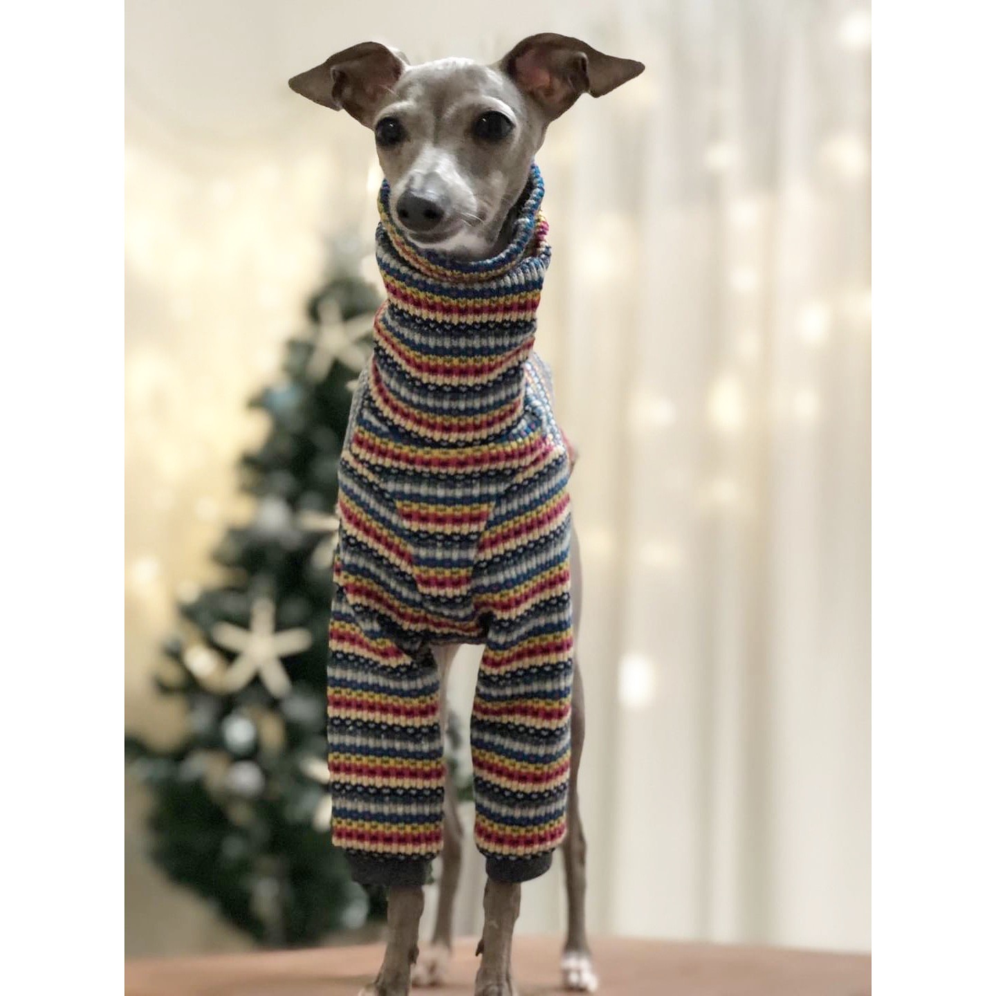 オンラインショップ | Original dog wear ChiCo ／ Dog wear online shop ChiCo | 日本