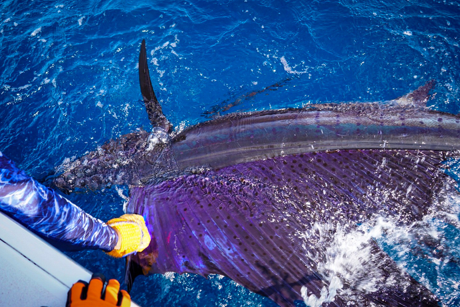 Guatemala, Sailfish, Mahi-mahi, Tuna On The Fly