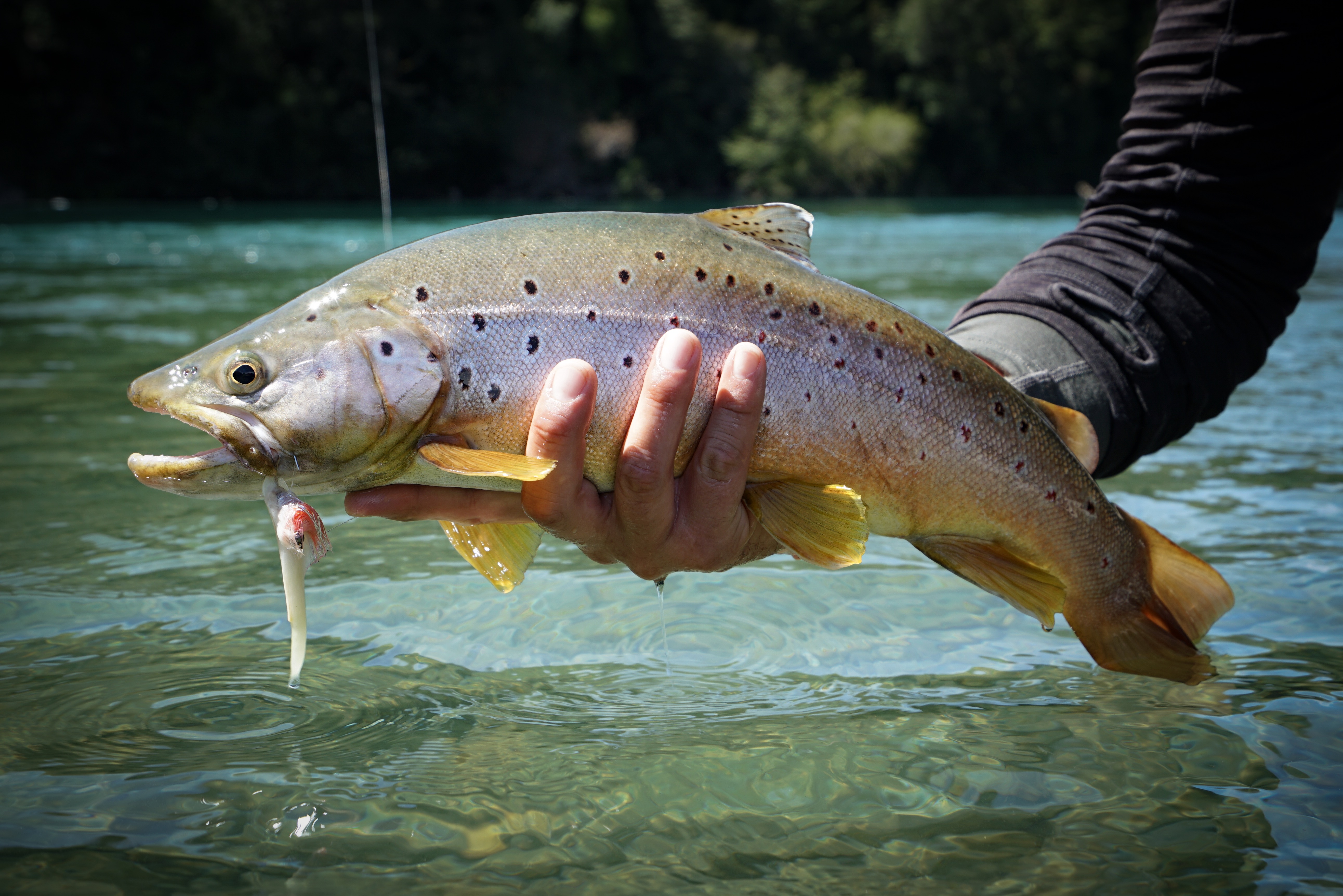 Patagonia Chile - Rio Puelo - Rainbow, Brown Trout & Chinook Salmon