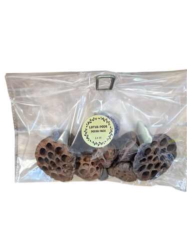 Locust Pod Decor Pack | Coopz Reptiles