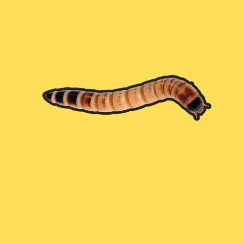 Mario Worm | Coopz Reptiles