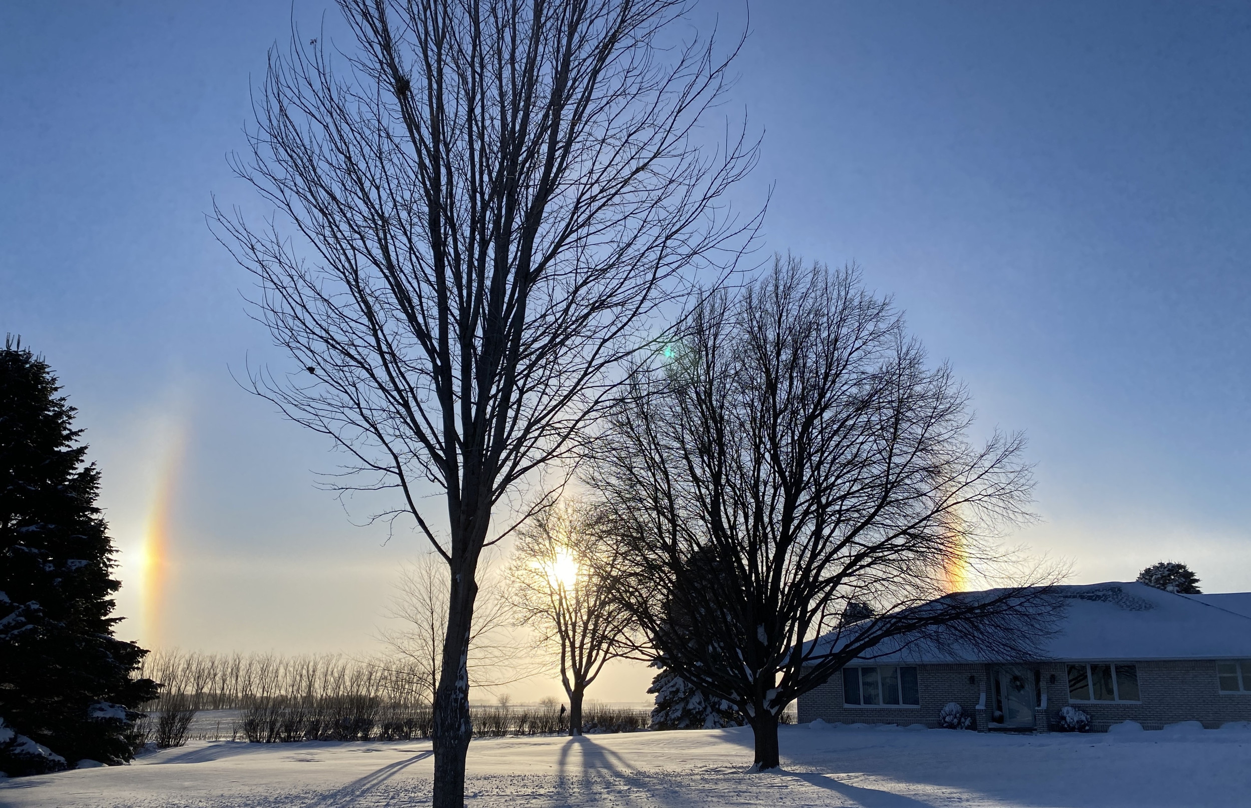 Energy-Efficient Trees?