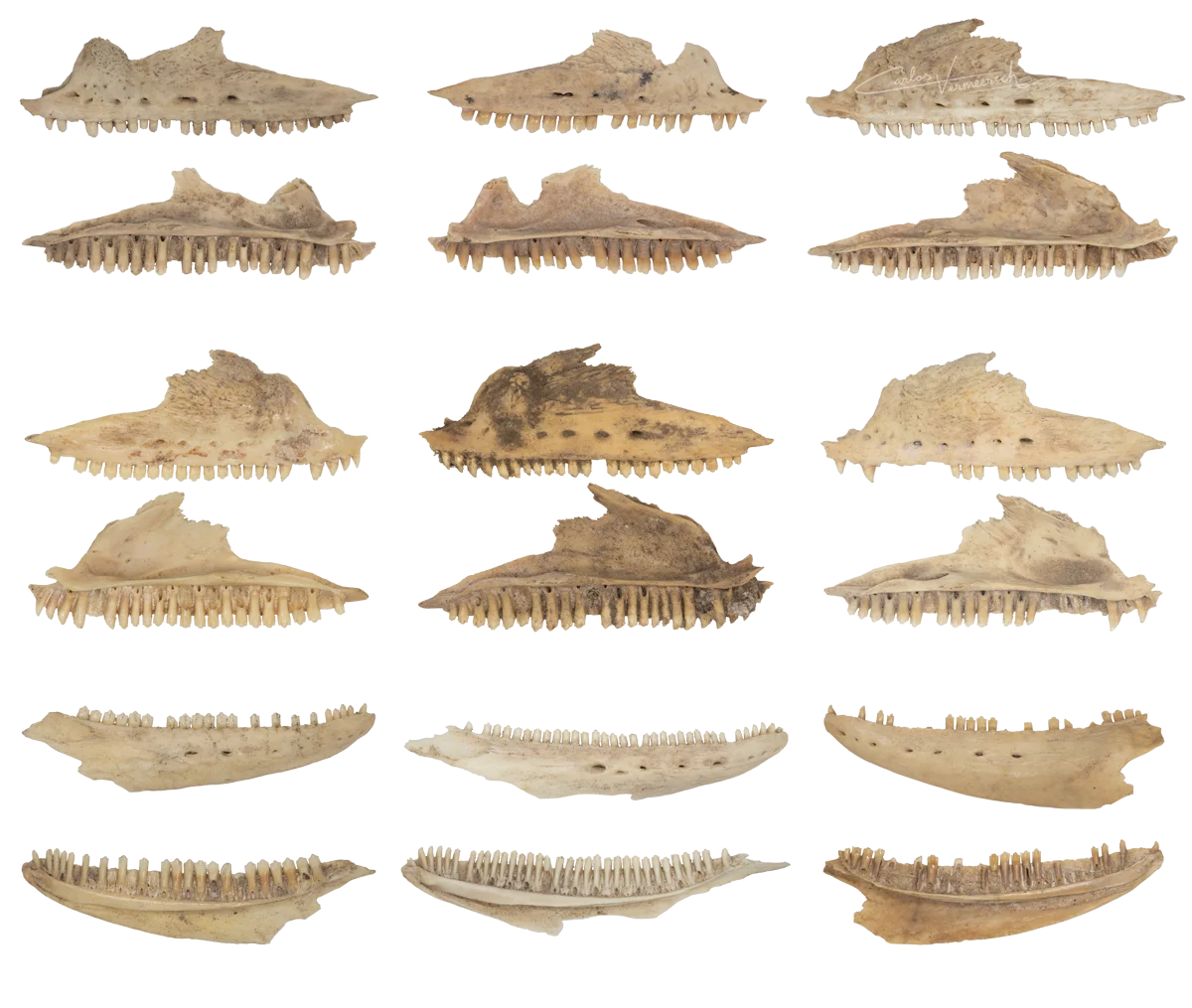 Extinct giant lizards of the Canary Islands: 𝘎𝘢𝘭𝘭𝘰𝘵𝘪𝘢 𝘨𝘰𝘭𝘪𝘢𝘵𝘩 & 𝘎. 𝘢𝘶𝘢𝘳𝘪𝘵𝘢𝘦