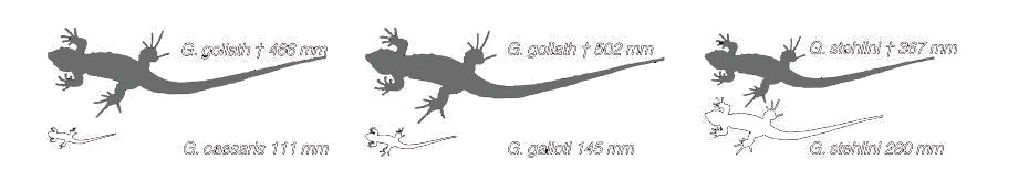 Extinct giant lizards of the Canary Islands: 𝘎𝘢𝘭𝘭𝘰𝘵𝘪𝘢 𝘨𝘰𝘭𝘪𝘢𝘵𝘩 & 𝘎. 𝘢𝘶𝘢𝘳𝘪𝘵𝘢𝘦