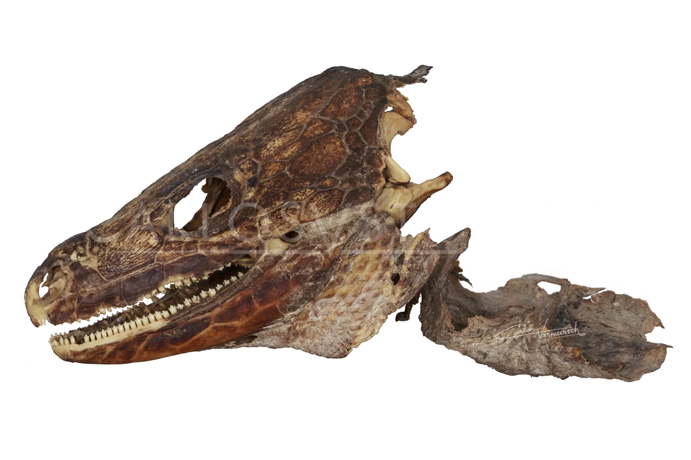 Extinct giant lizards of the Canary Islands: 𝘎𝘢𝘭𝘭𝘰𝘵𝘪𝘢 𝘨𝘰𝘭𝘪𝘢𝘵𝘩 & 𝘎. 𝘢𝘶𝘢𝘳𝘪𝘵𝘢𝘦