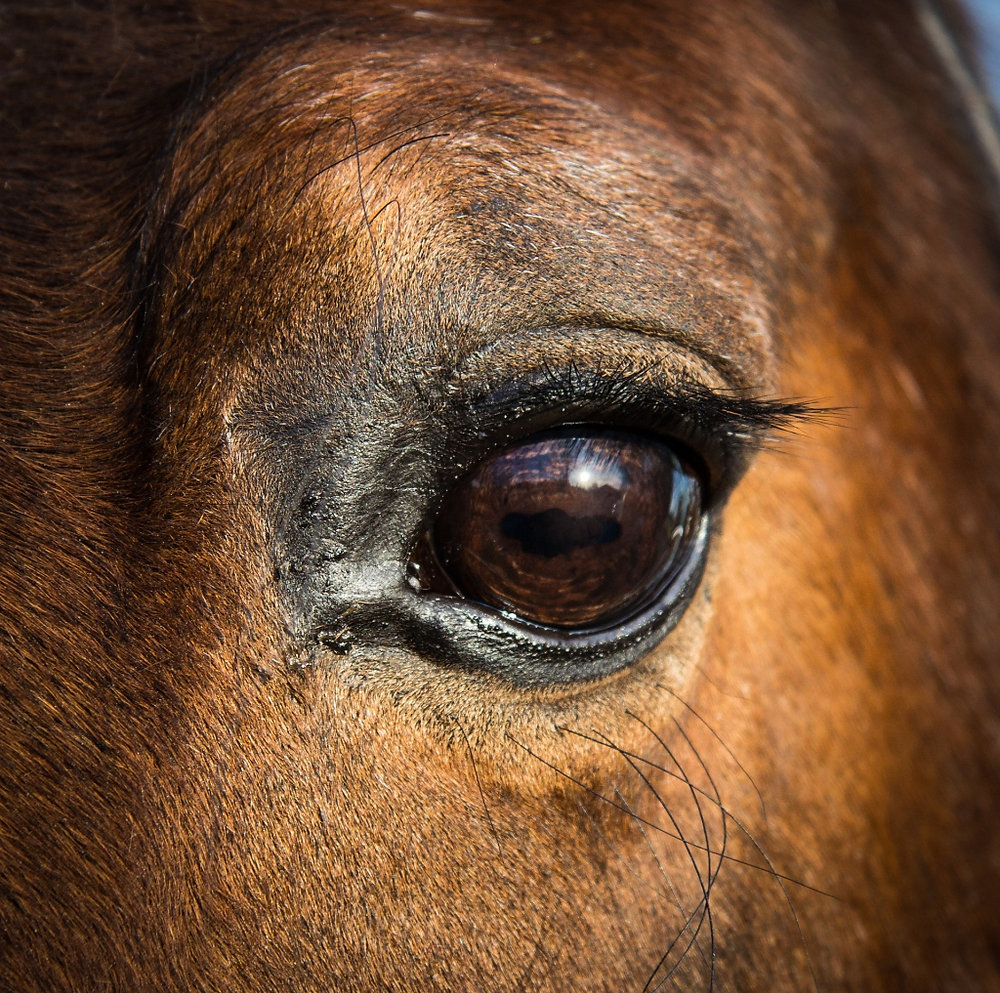 Equine Vision: Understanding How Horses See the World