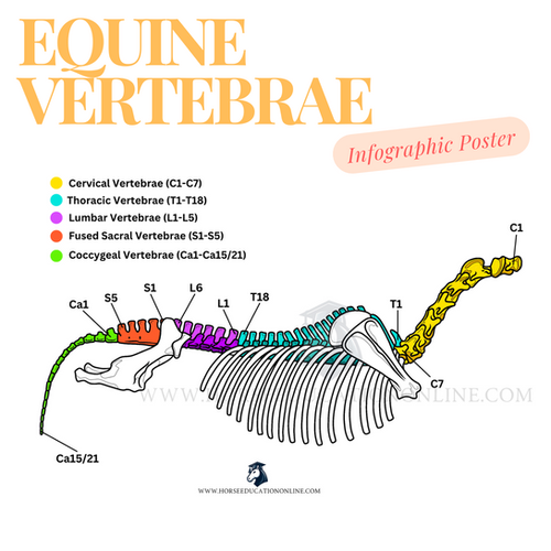 Equine Vertebrae Infographic Poster | Horse Education