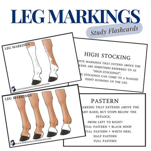 Leg Markings Flashcards | Horse Education Online