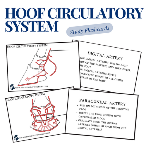 Hoof Circulatory System | Horse Education