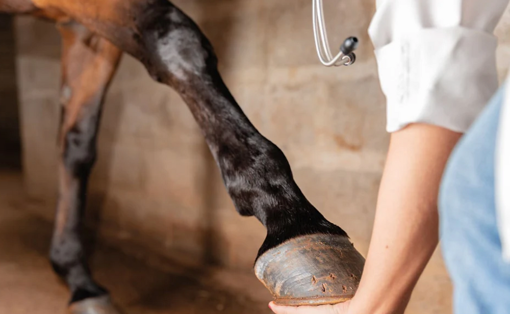 Comprehensive Guide to Equine Lameness: Detailed Steps for Accurate ...