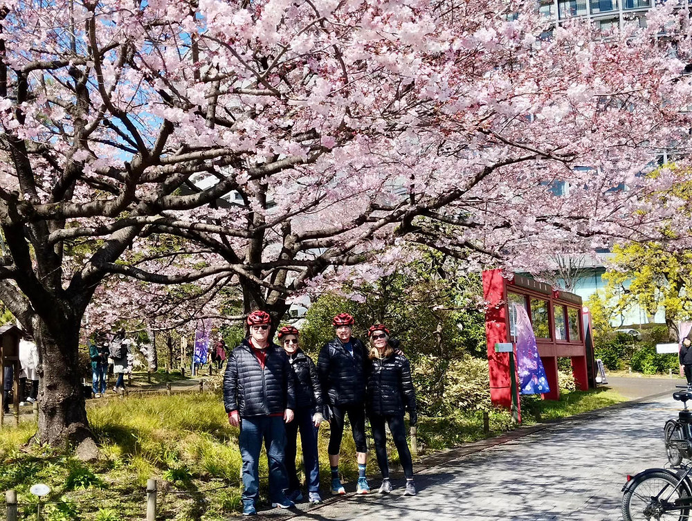 Cherry blossom viewing tours are getting more and more fun!