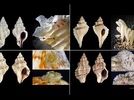 Blog | Bailey-Matthews National Shell Museum | Sanibel Island