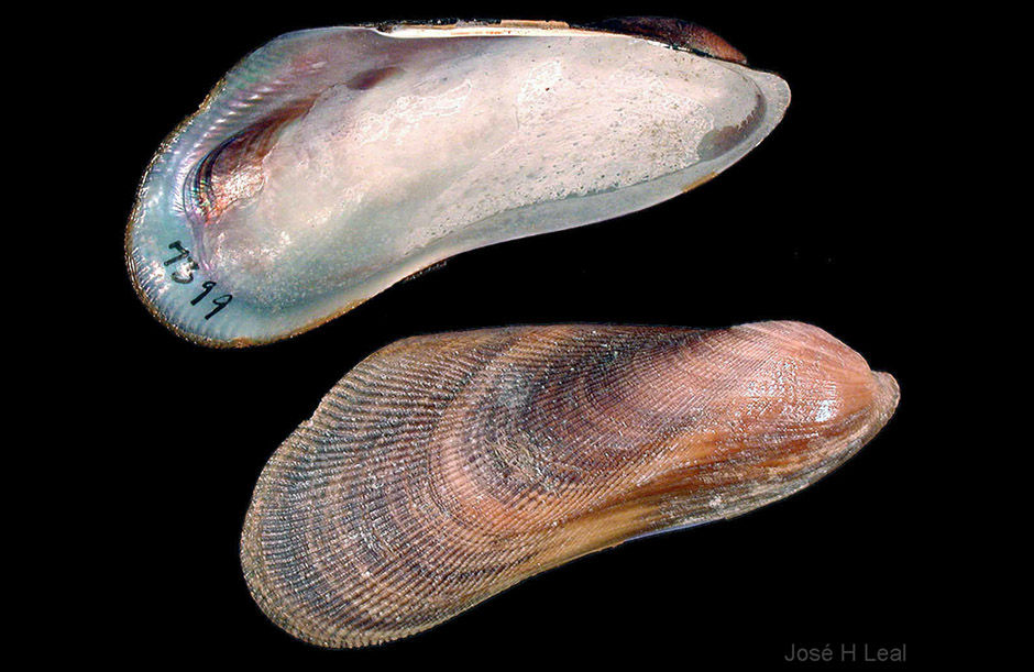 Shell of the Week: The Southern Ribbed Mussel