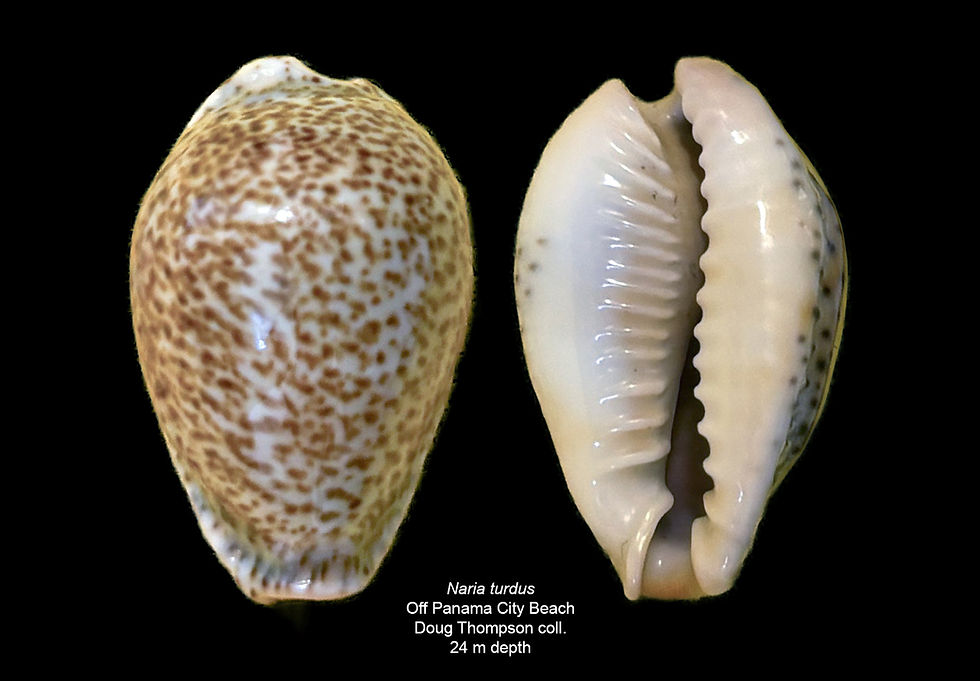 Thrush Cowrie in the Florida Panhandle
