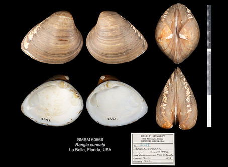 Blog | Bailey-Matthews National Shell Museum | Sanibel Island