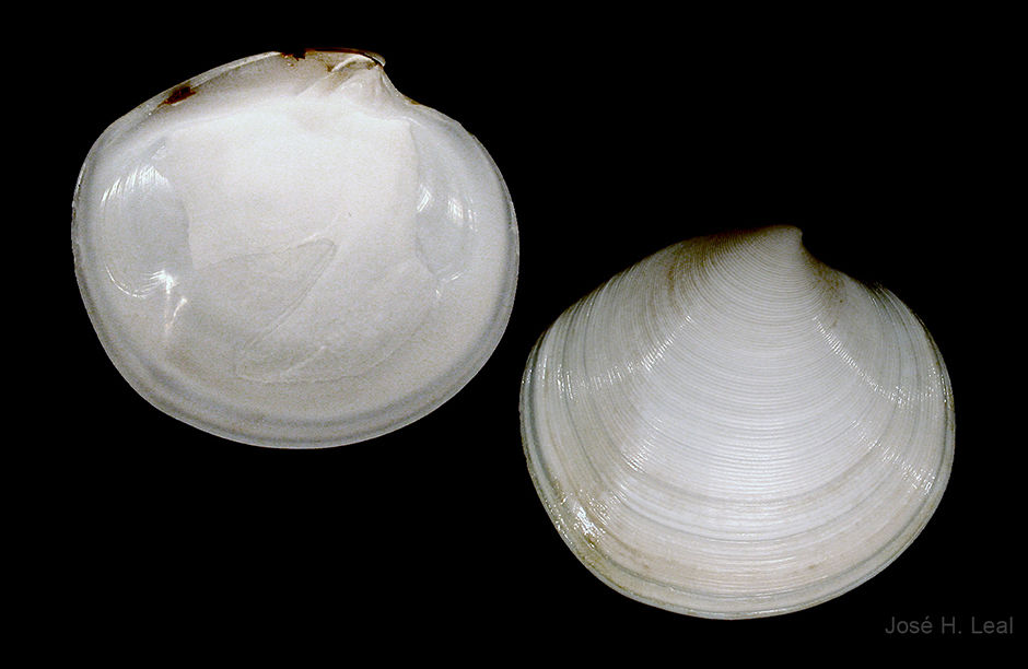 Shell of the Week: The Disk Dosinia