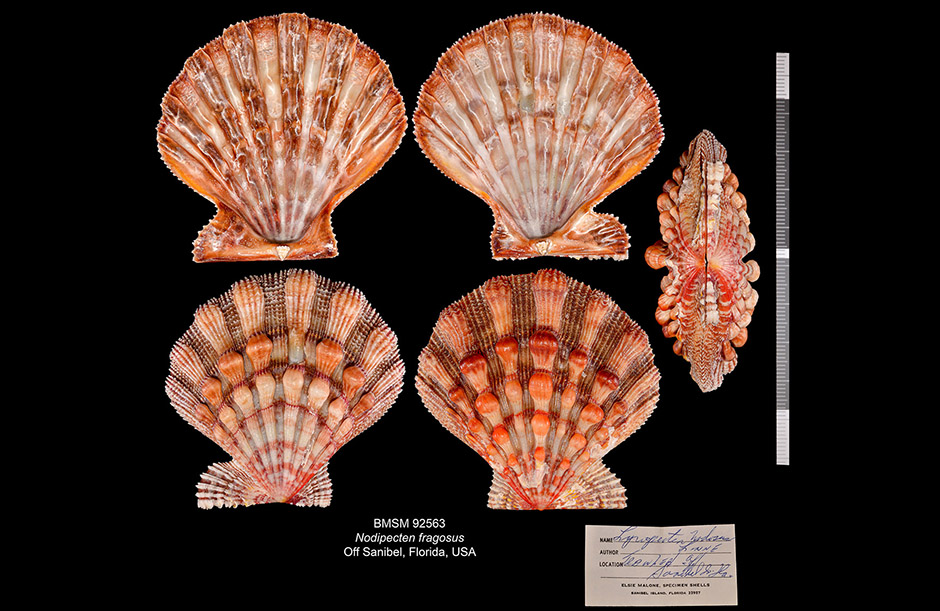 Shell of the Week: The Northern Lion Paw
