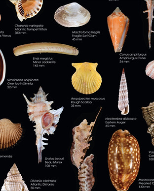 Donate | Bailey-Matthews National Shell Museum | Sanibel Island