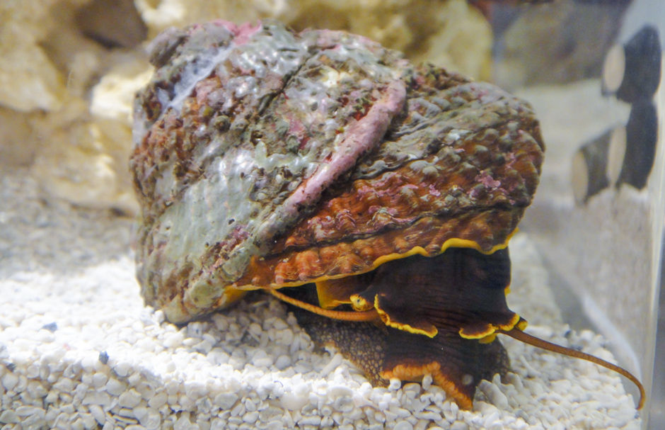 Our Red Turban Snails Multiplied!